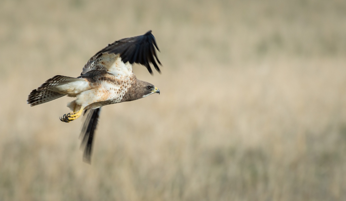 Discover the Fascinating Birds of Marco Island Florida