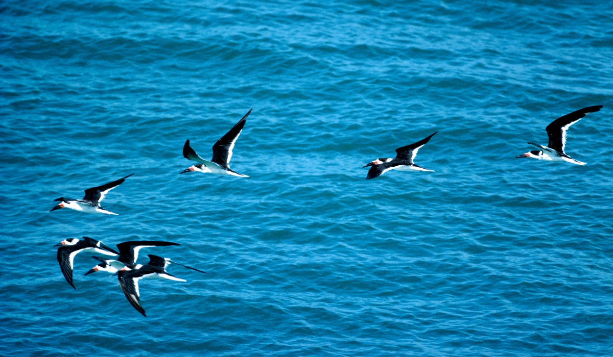 Discover the Fascinating Birds of Marco Island Florida