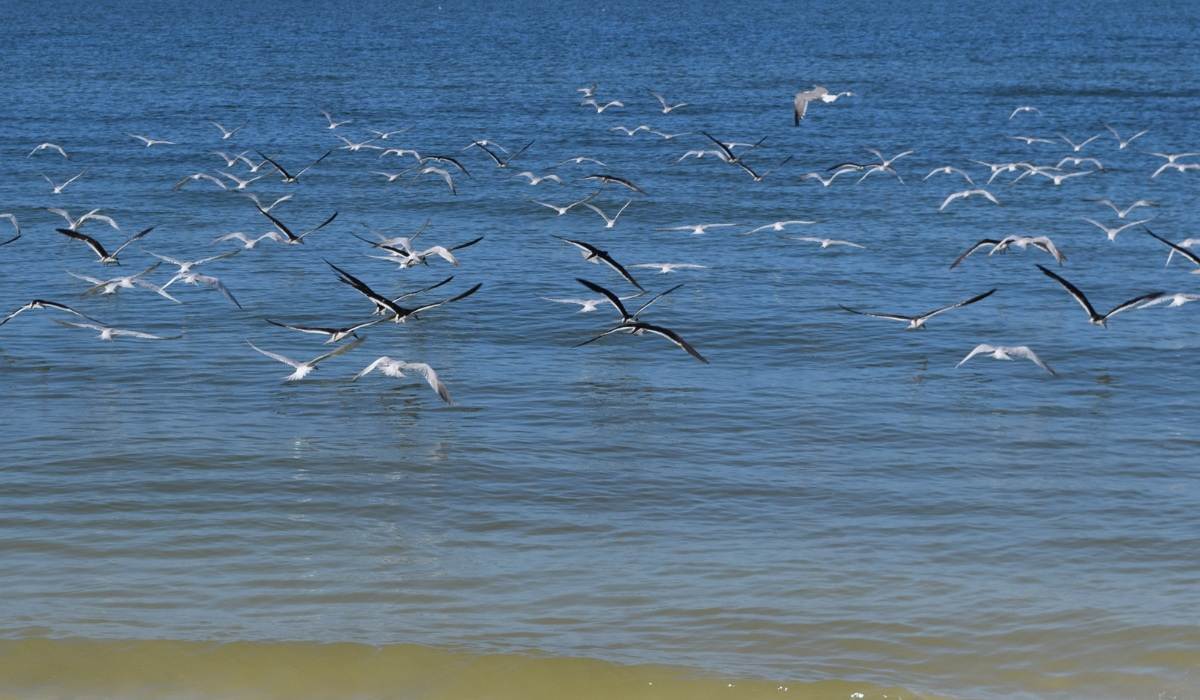 Explore Winter Birding in Florida | A Guide to Avian Wonders